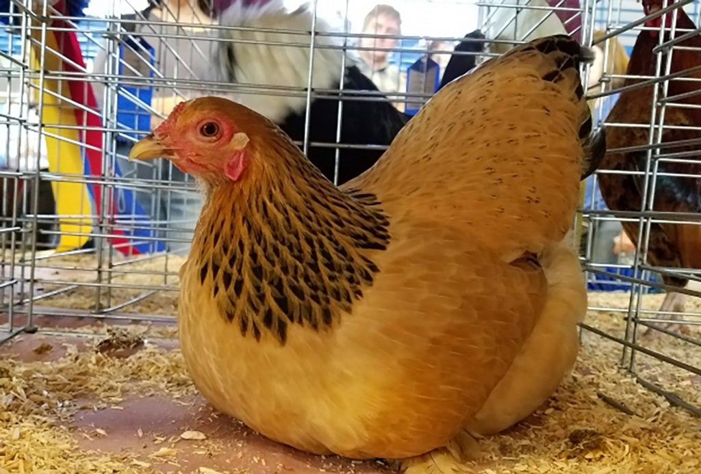 Show Chickens For Kids - Backyard Poultry